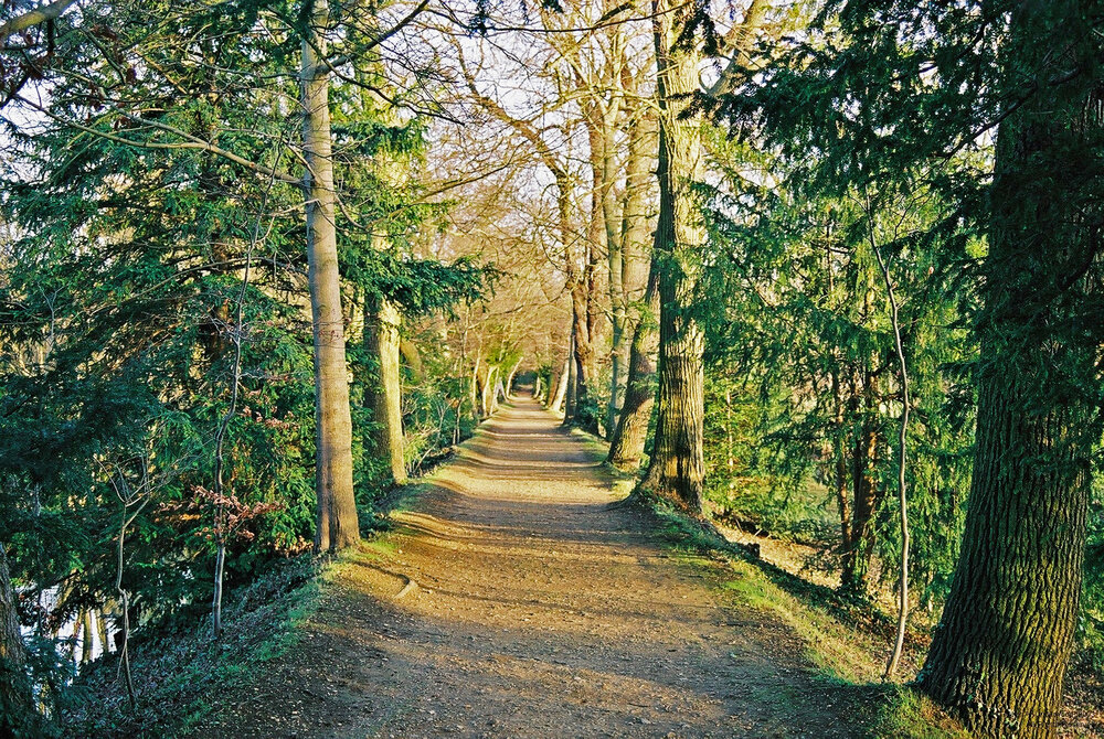 Oxford Trees: The Addison Walk's Tree