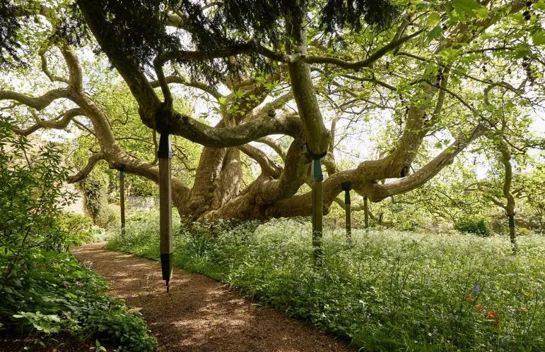 Oxford Trees: Christ Church Meadow's Cedars of Lebanon
